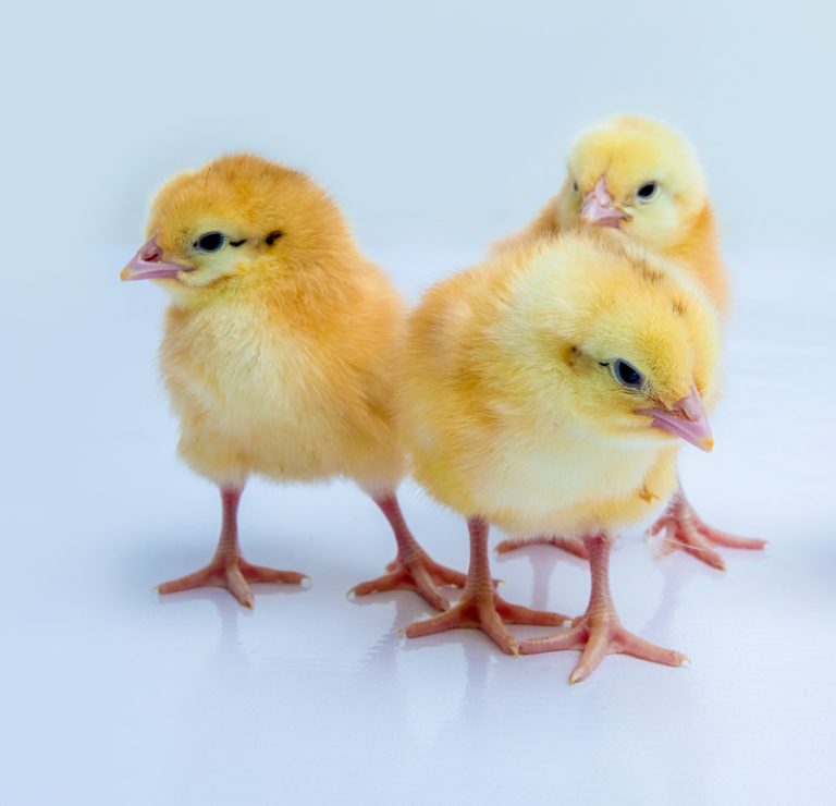 Day-Old Chicks – Biyinzika Poultry International Limited