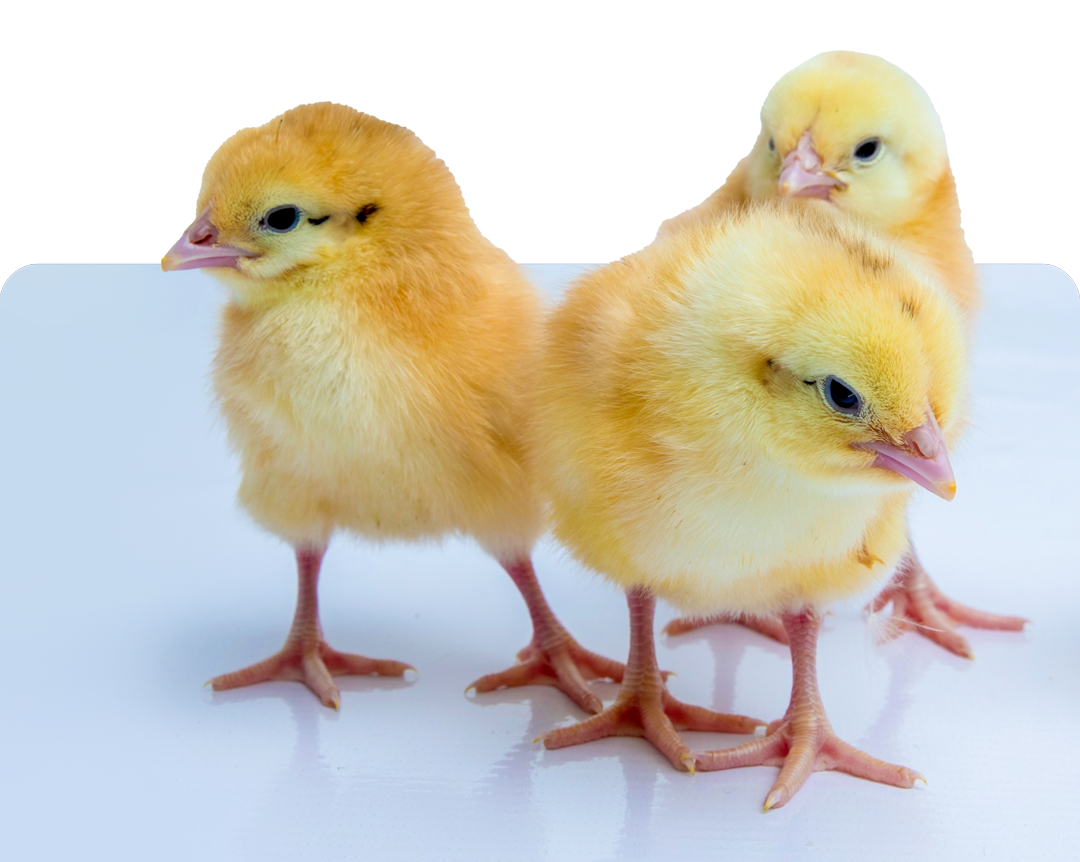 Biyinzika Poultry Uganda Limited